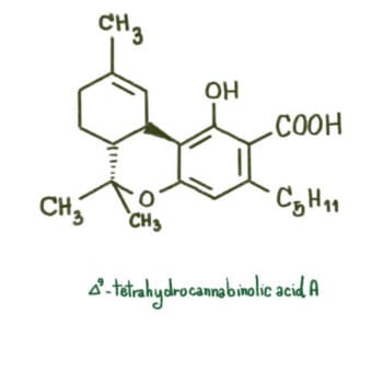 Is THCA the Same as Delta 9? Key Differences Explained