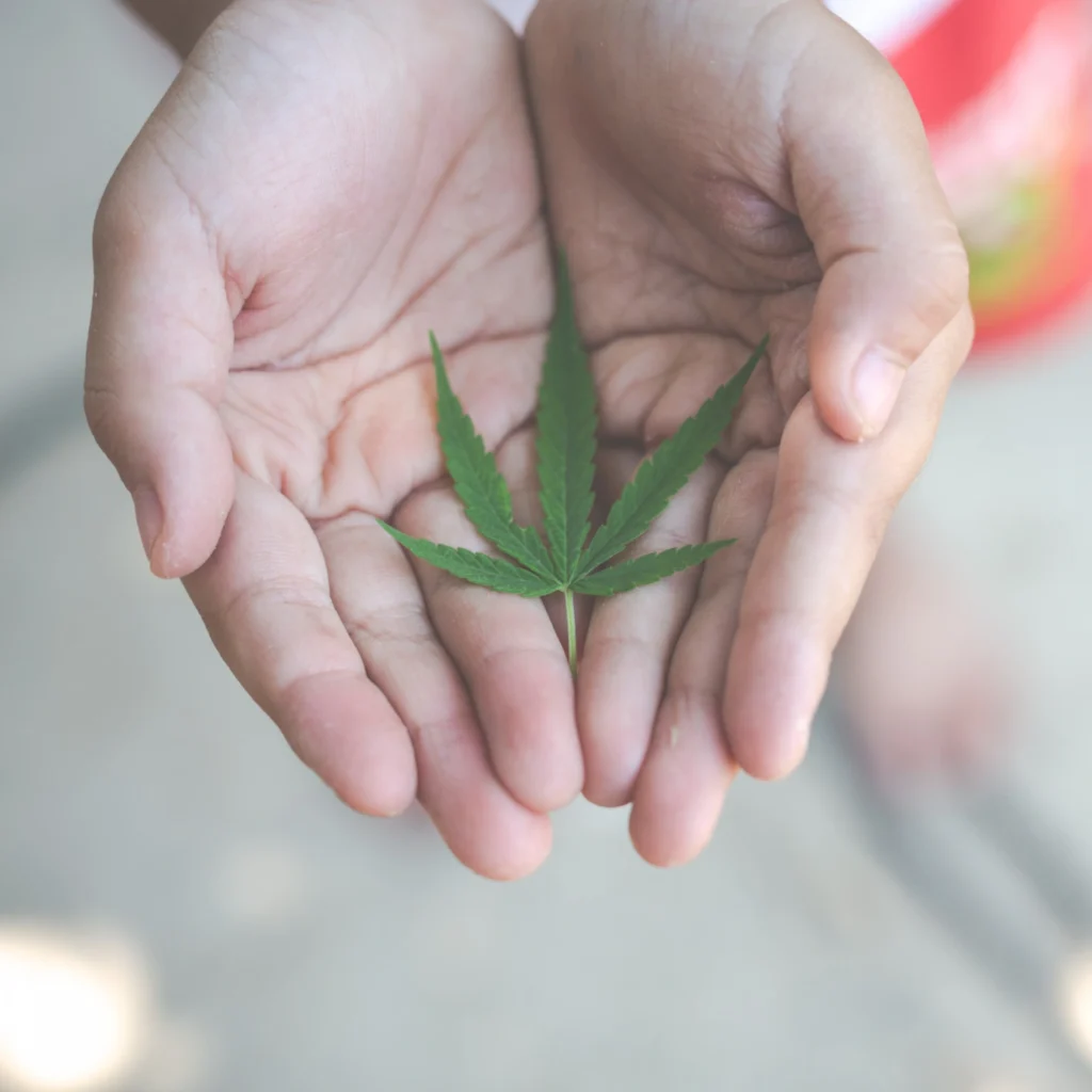 THC-P Legality in the U.S. 2025: Where Is It Legal?